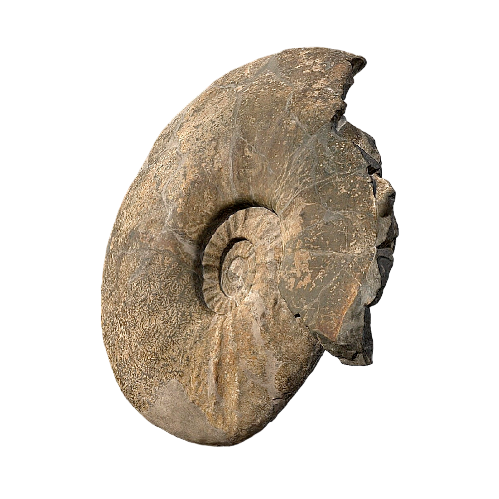 Ammonite fossil 3D model download,3D modeling,3D drawings,3D printing ...