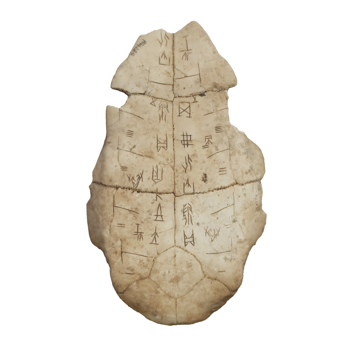 Oracle bone, oracle bone script, and turtle shell 3D model download,3D modeling,3D drawings,3D ...